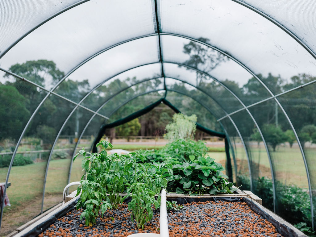 Release 5D Lifestyle